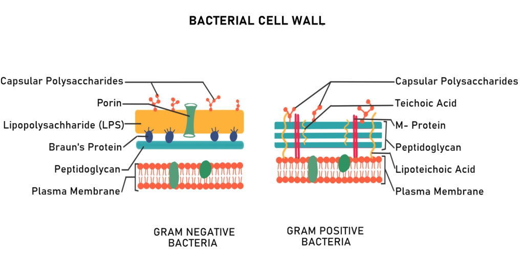 Ultrastructure of Bacteria: RPSC Assistant Professor 2026 - Vedprep ...